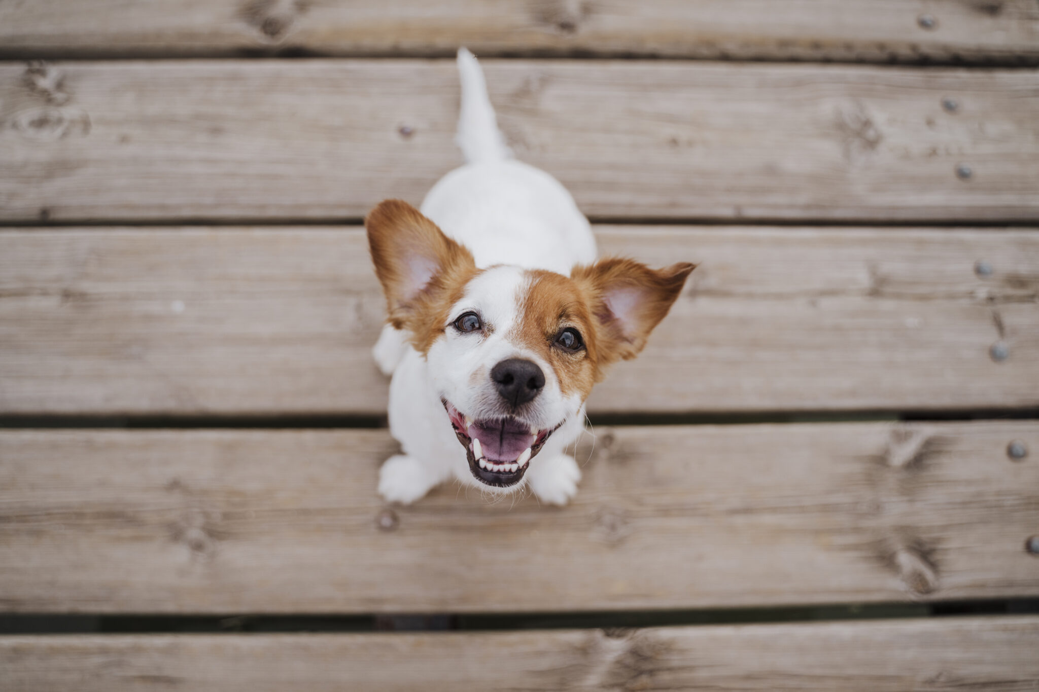 7 Reasons Why Dog Training Is Important | Highland Canine Training