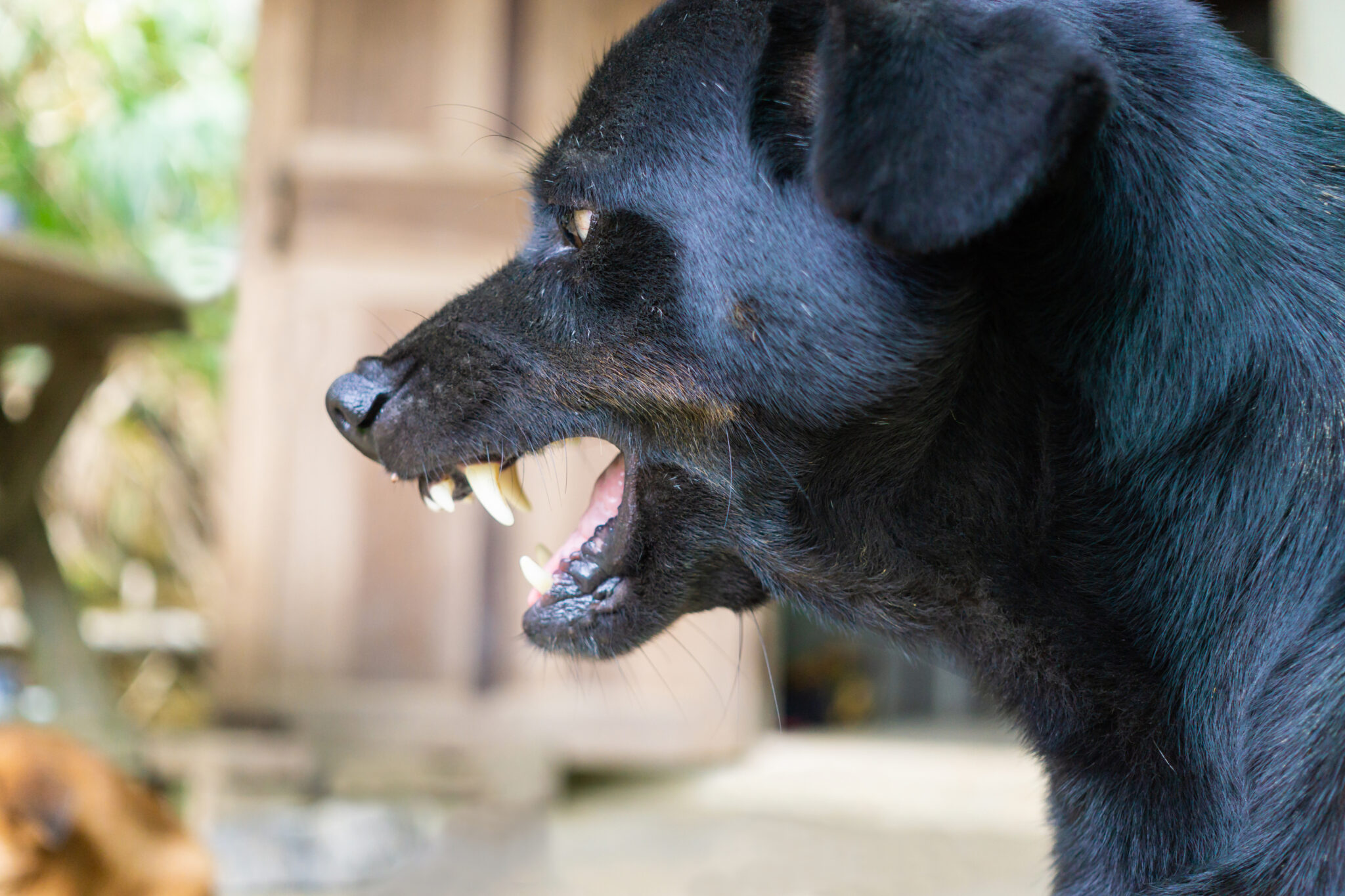 Why Is Your Dog Growling? | Highland Canine Training