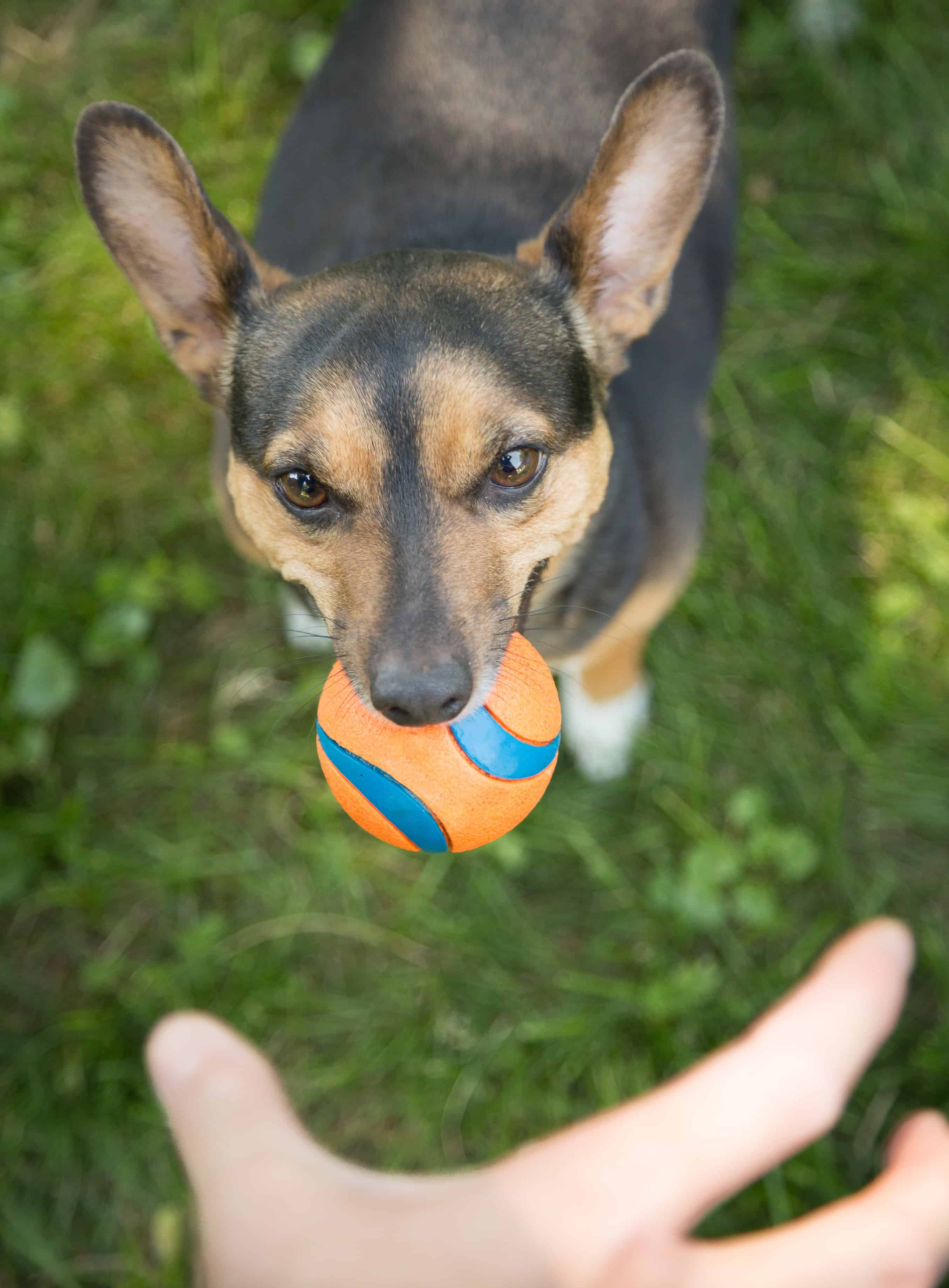 Resource Guarding In Dogs: What You Should Know | Highland Canine Training