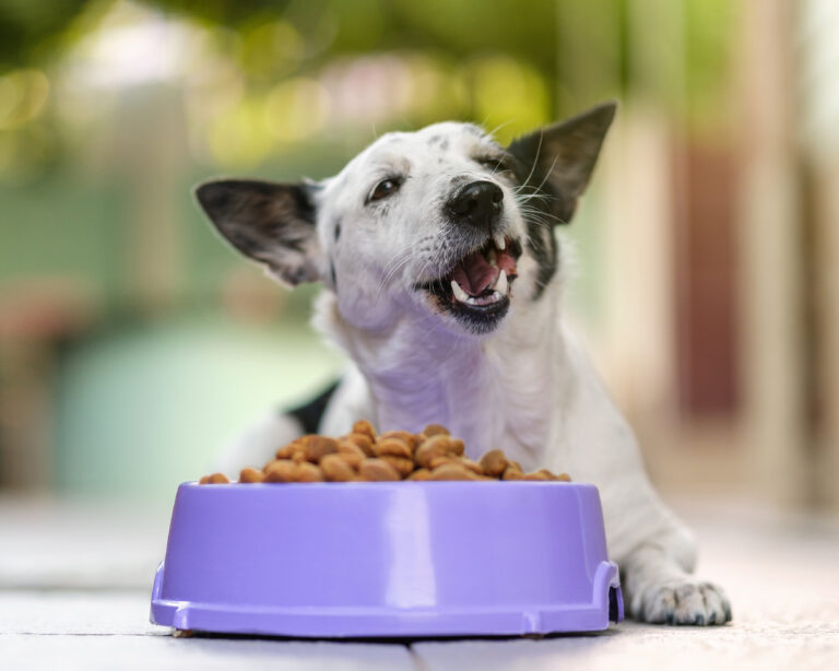 Resource Guarding In Dogs: What You Should Know | Highland Canine Training