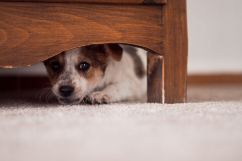 3 Skills To Help Calm A Fearful Dog | Highland Canine Training