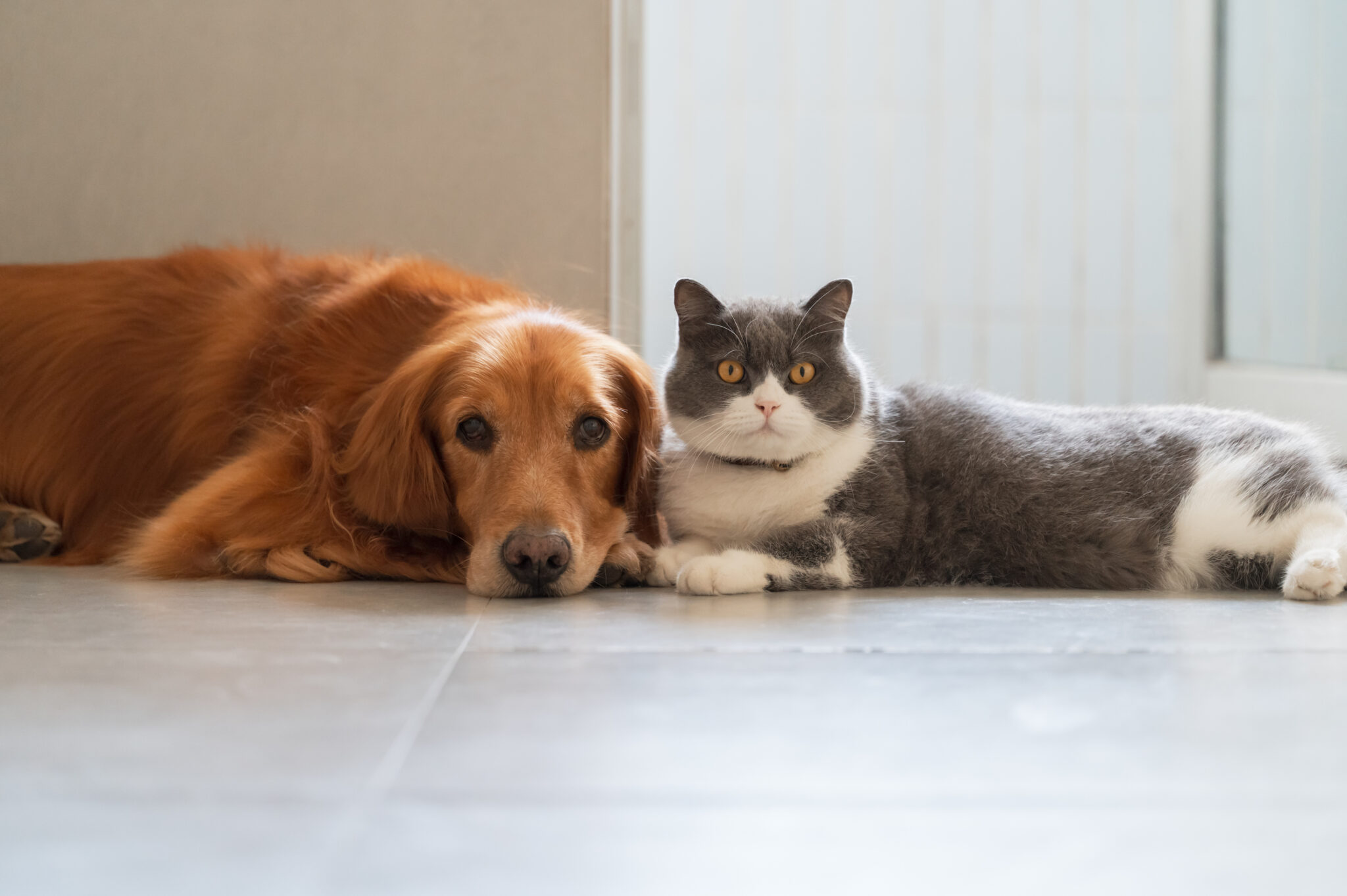 How To Introduce Your Dog To Cats | Highland Canine Training