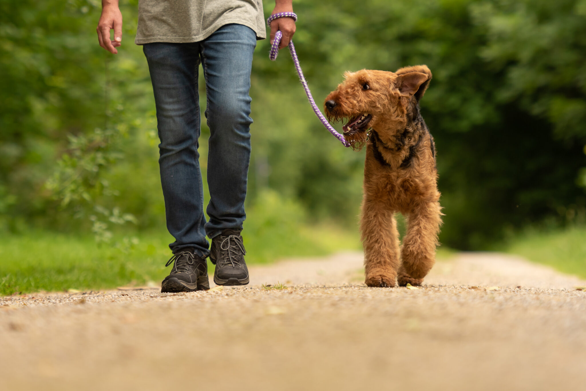How To Teach A Dog To Walk On-Leash | Highland Canine Training