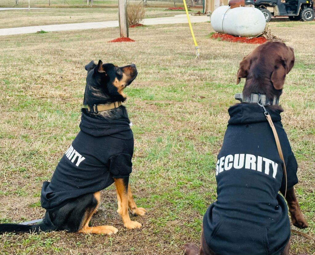 Dog Training Birmingham, AL | Highland Canine Training