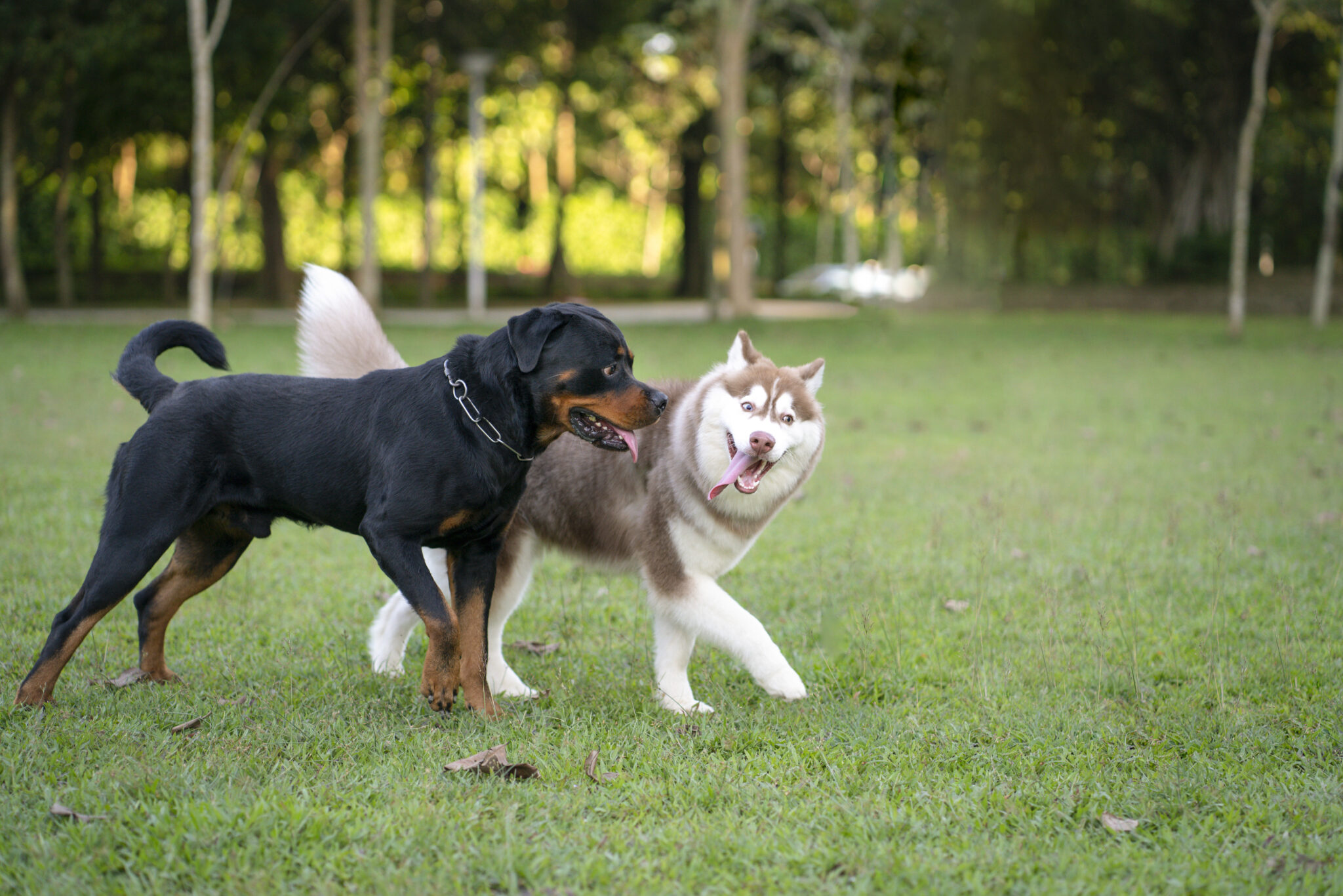 How To Know If Dogs Are Playing or Fighting | Highland Canine Training