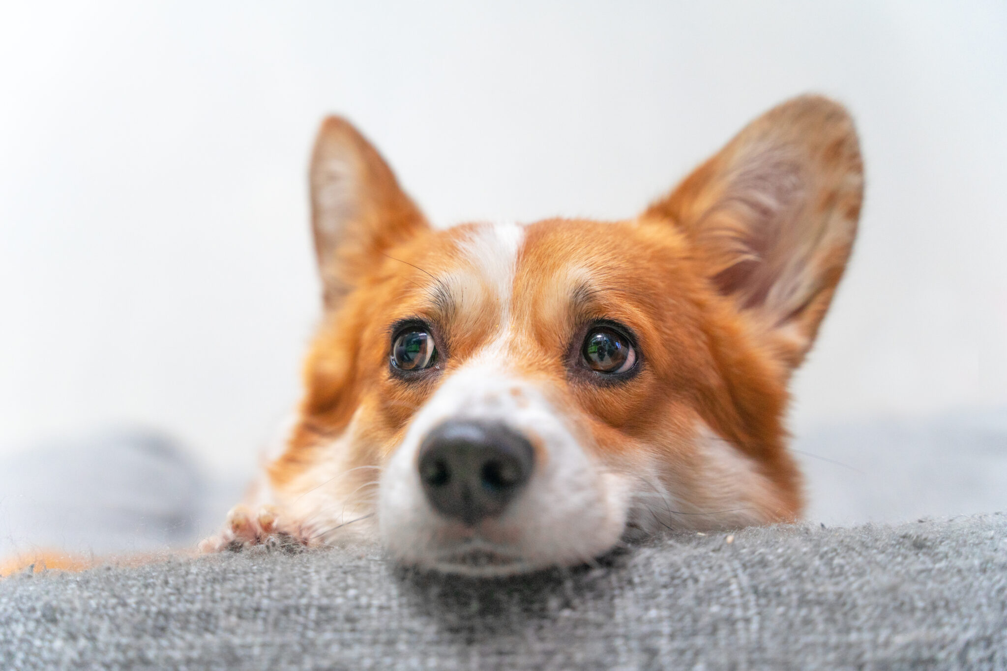 Dog Body Language And Stress Signals (And Why Context Matters ...