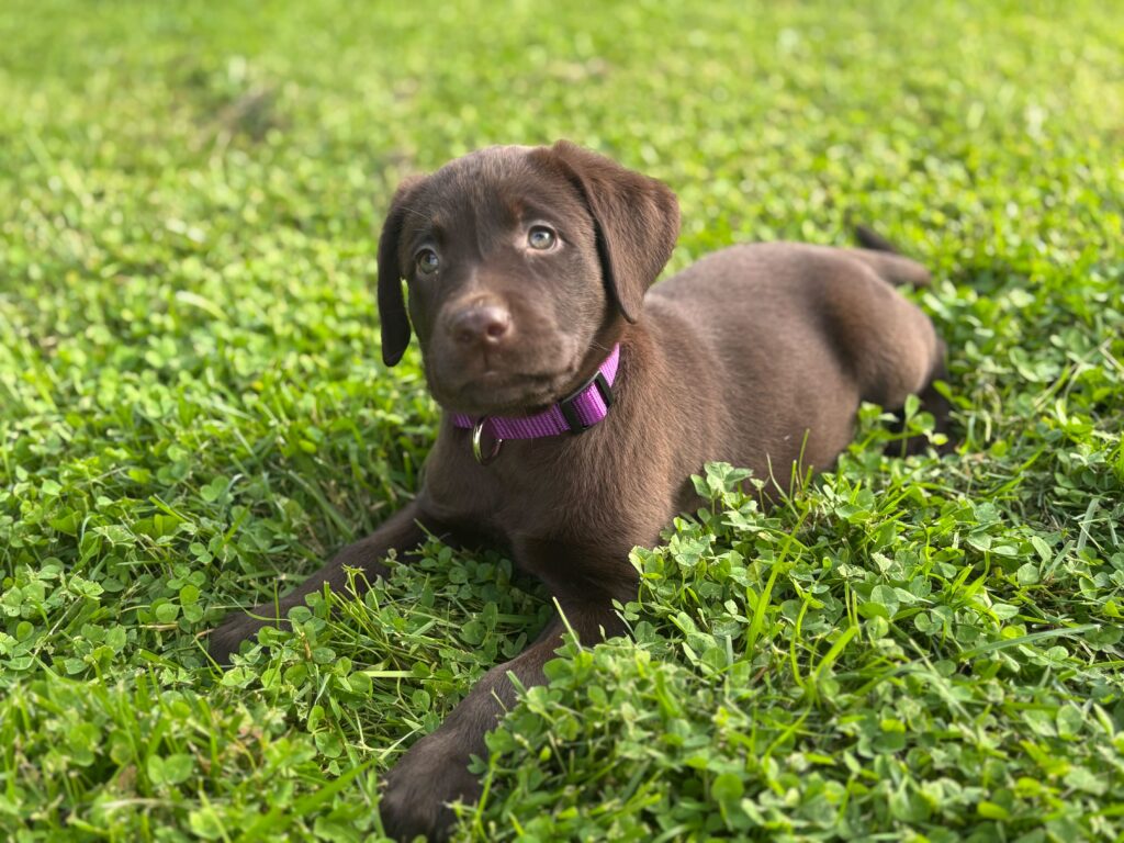 Raising Puppies: How Early Habits Shape Lifelong Behaviors | Highland ...