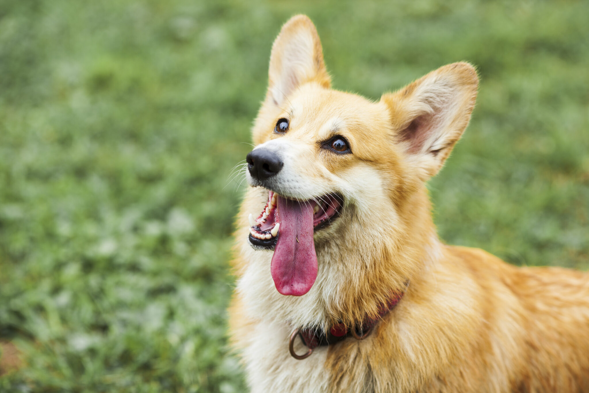 What Is Counterconditioning In Dogs? | Highland Canine Training