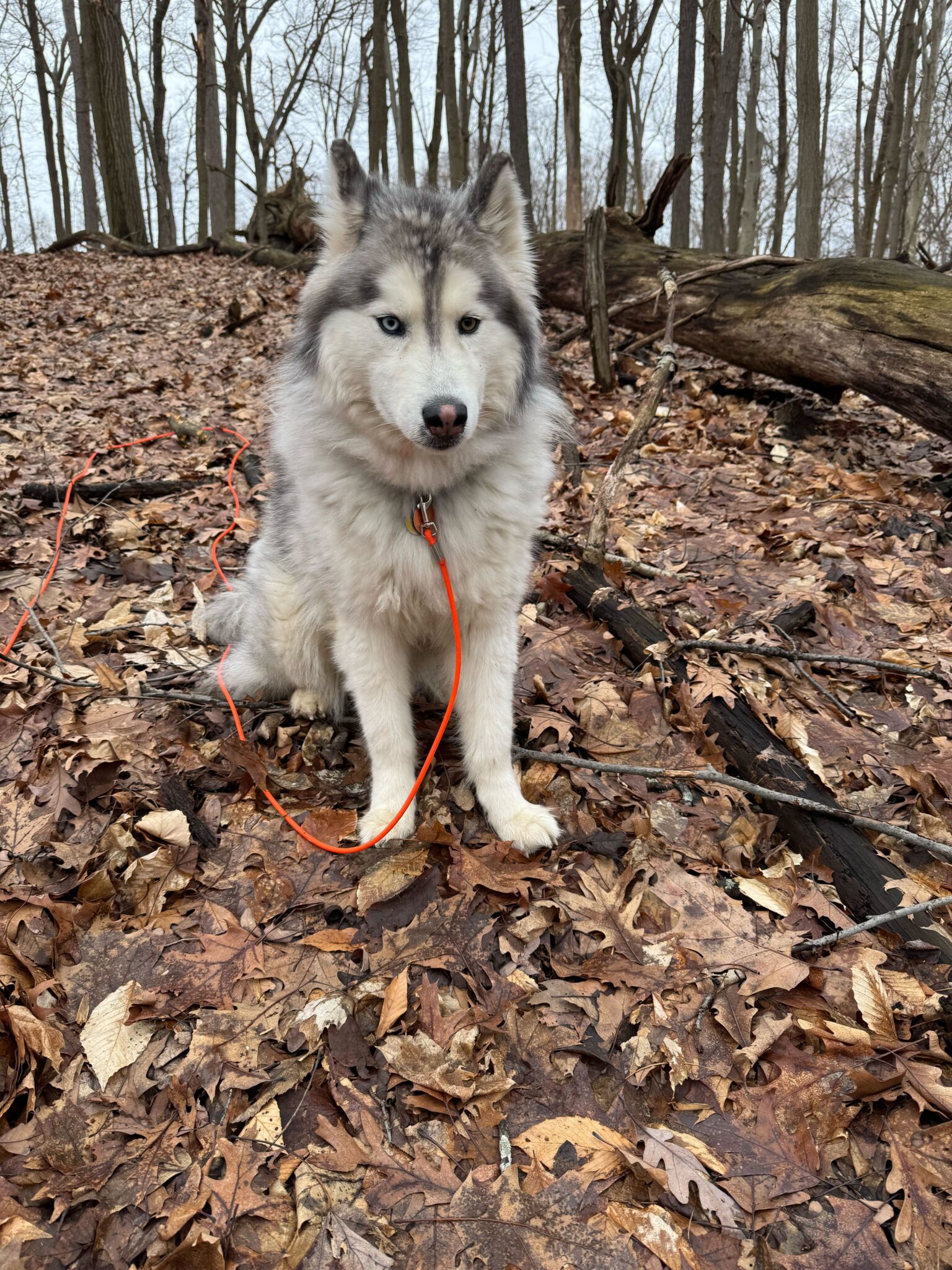 What Is LIMA Dog Training? | Highland Canine Training