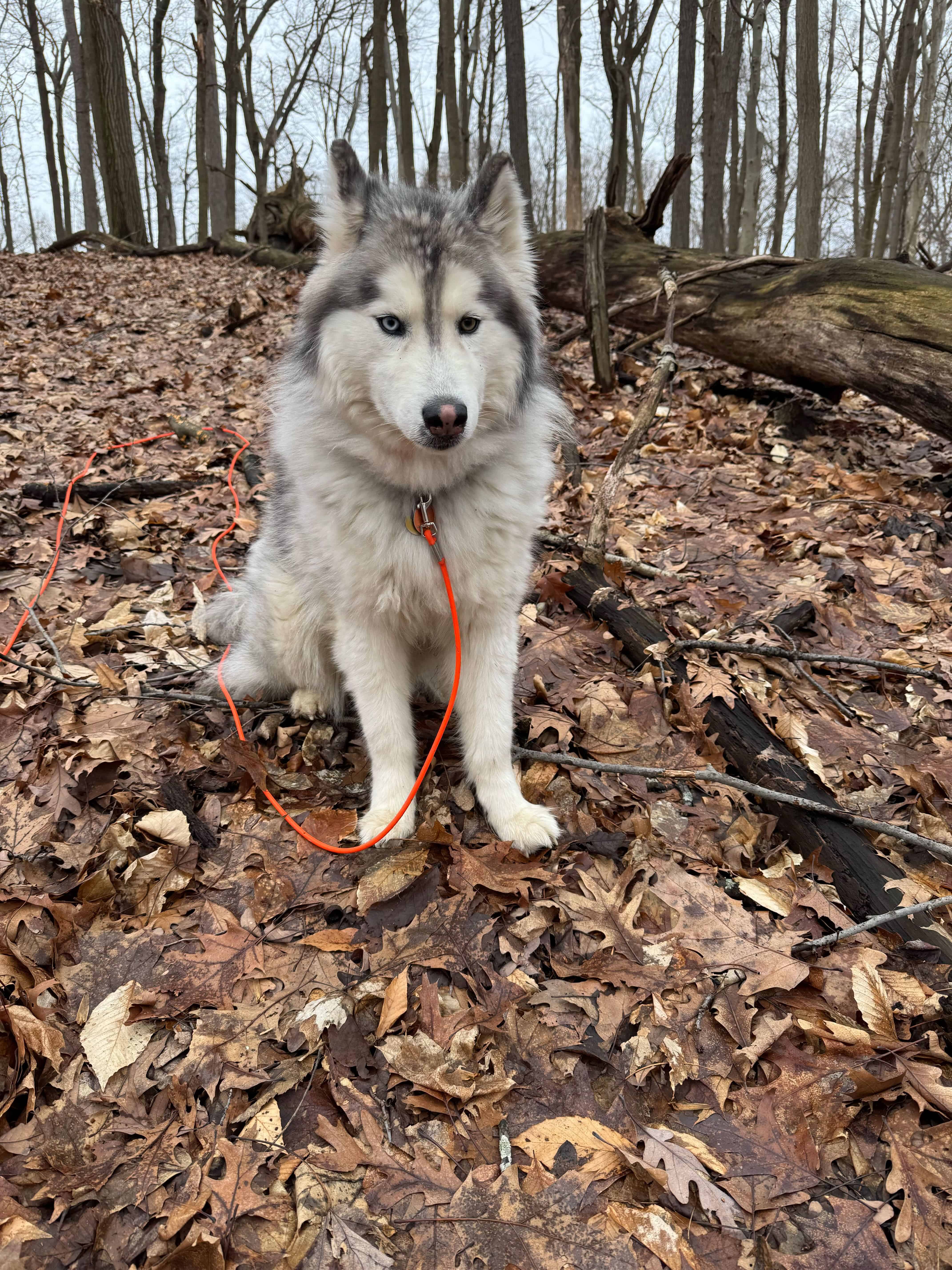 What Is LIMA Dog Training? | Highland Canine Training