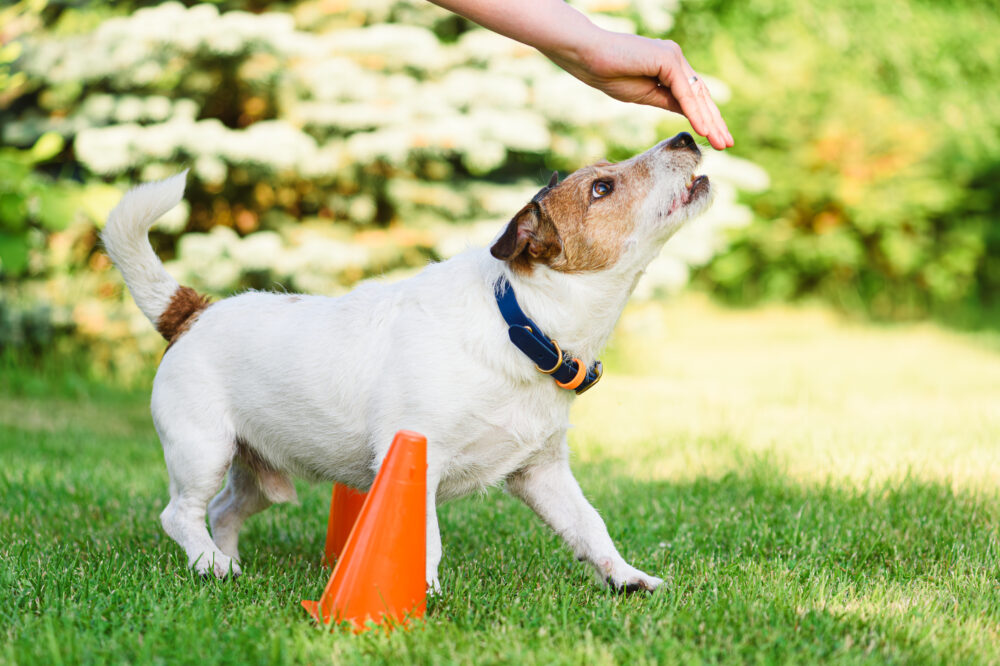 What Is LIMA Dog Training? | Highland Canine Training