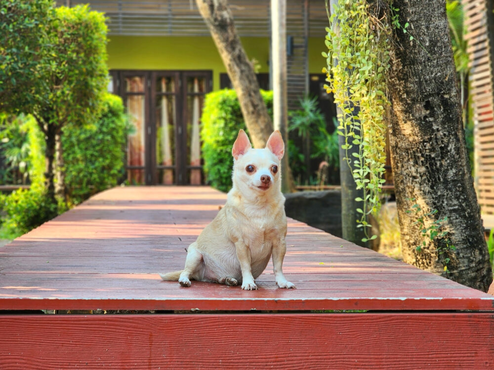 What Does The Term Shaping Mean In Dog Training? | Highland Canine Training