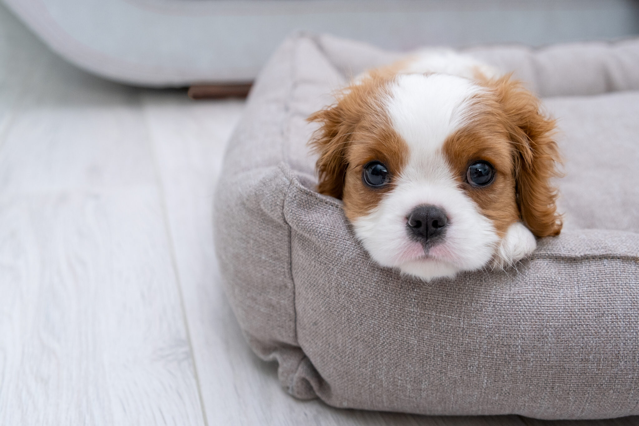 What Does The Term Shaping Mean In Dog Training? | Highland Canine Training