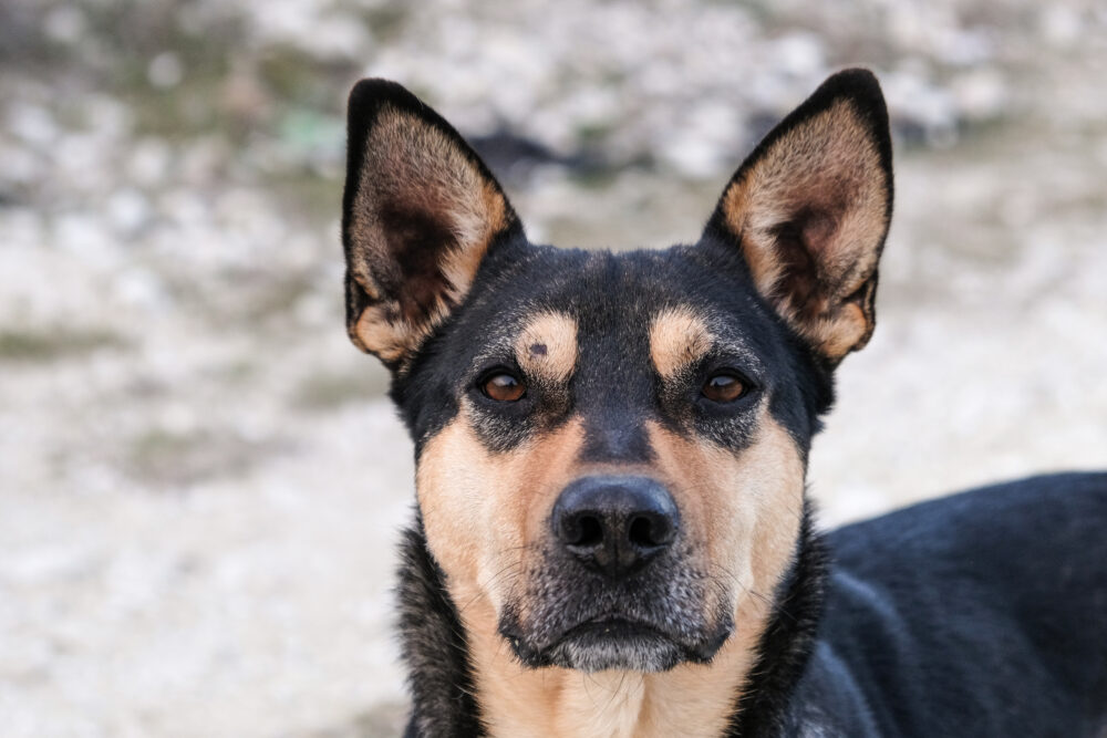 What Is LIMA Dog Training? | Highland Canine Training