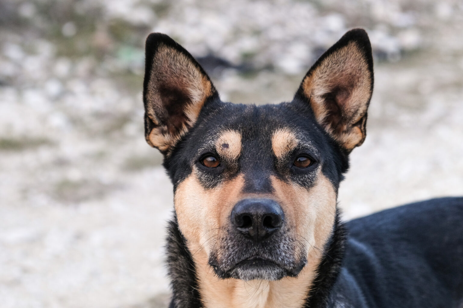 What Is LIMA Dog Training? | Highland Canine Training