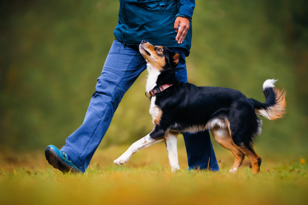 What Does “Heel” Mean? (And How To Improve Your Dog’s Heel) | Highland ...