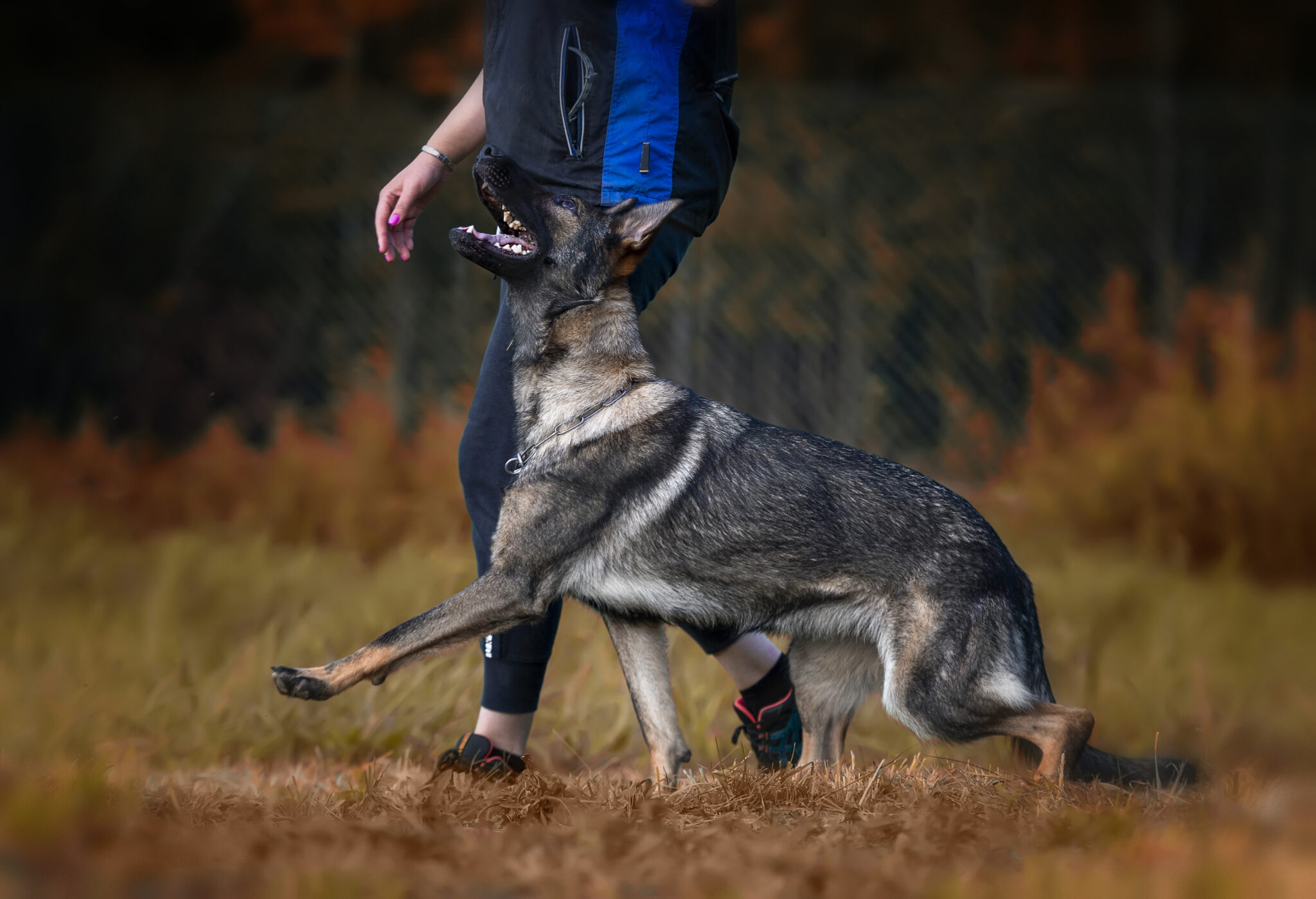 What Is LIMA Dog Training? | Highland Canine Training