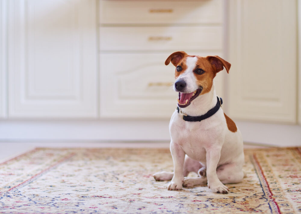 How To Create A Routine For Your Dog | Highland Canine Training