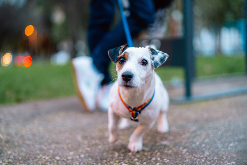 What Is LIMA Dog Training? | Highland Canine Training