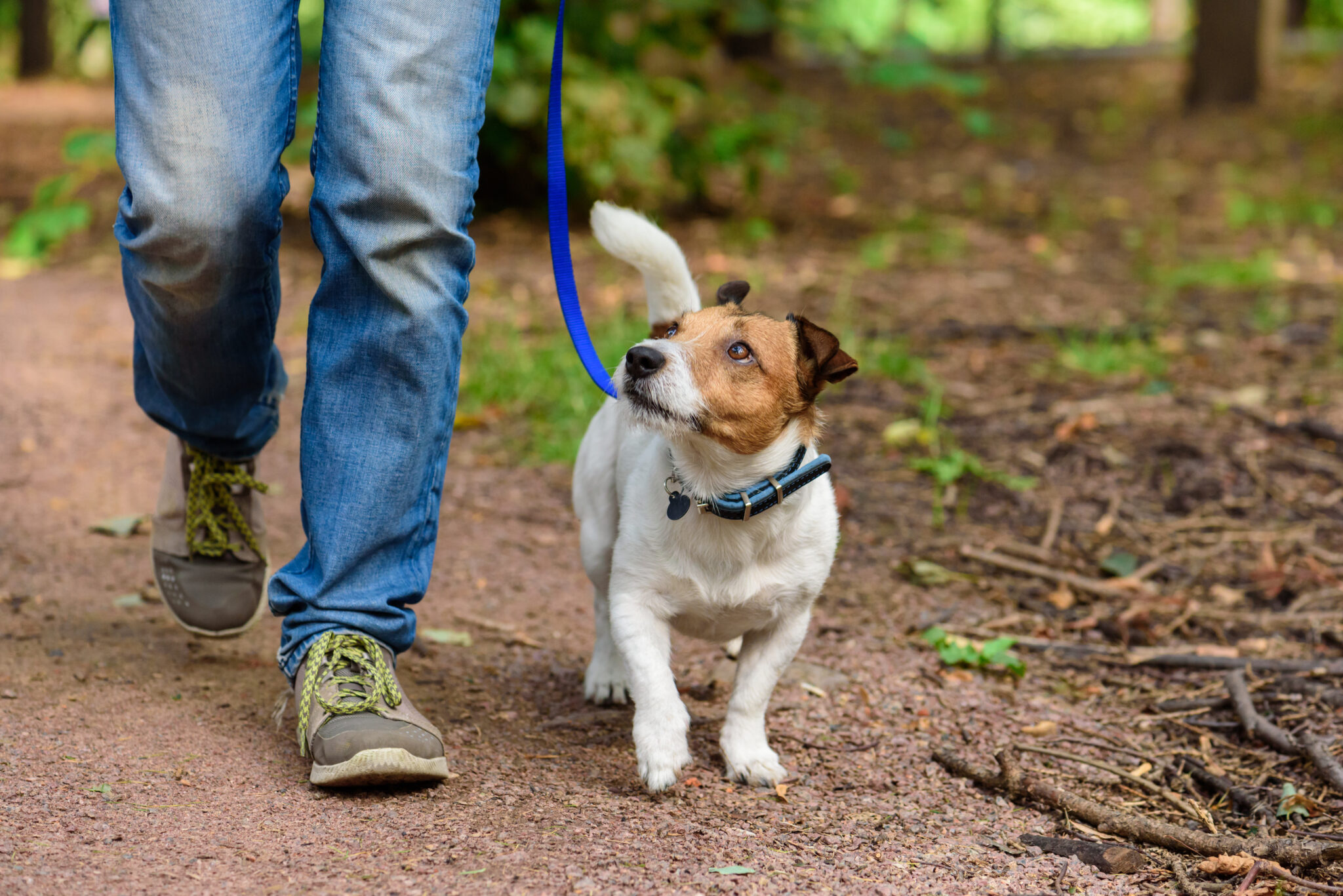 What Is Impulse Control In Dog Training? | Highland Canine Training
