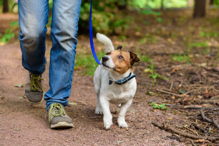 What Is Impulse Control In Dog Training? | Highland Canine Training