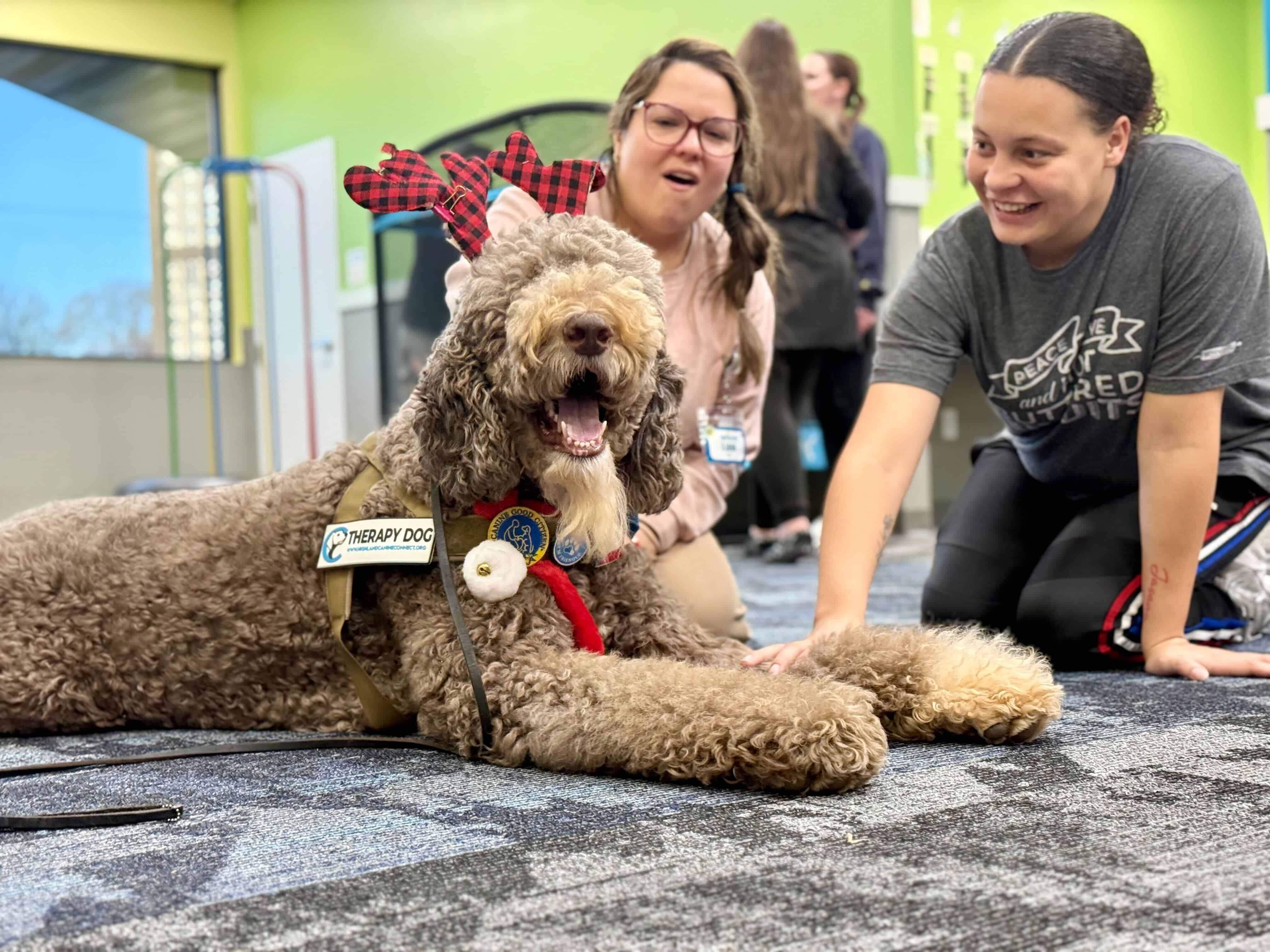 Therapy Dog Group Class | Highland Canine Training