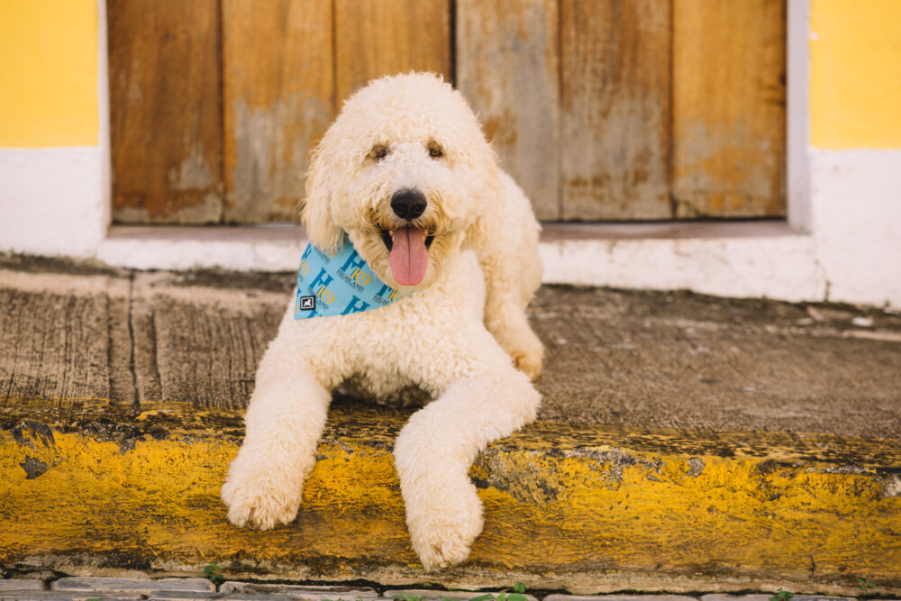 Operant Conditioning In Dog Training | Highland Canine Training
