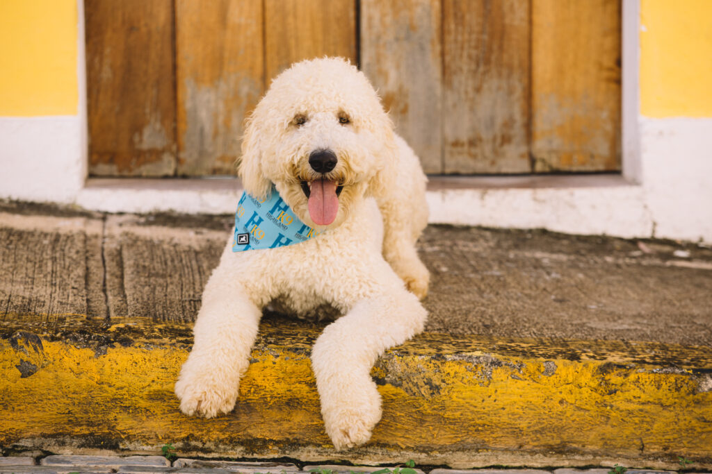 Operant Conditioning In Dog Training | Highland Canine Training