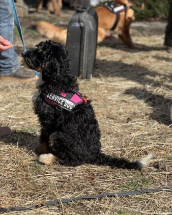 Service Dogs, Therapy Dogs And Emotional Support Animals - What Are The ...