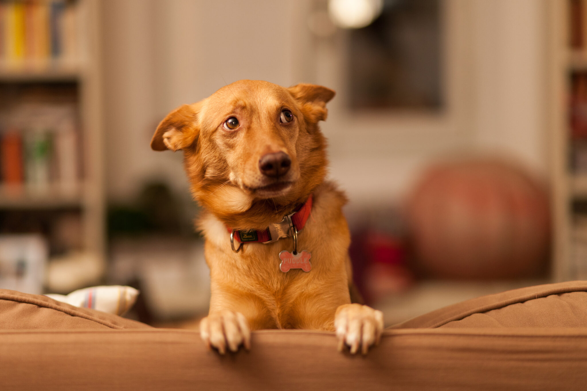 My Dog Is Scared Of Loud Noises - What Can I Do? | Highland Canine Training