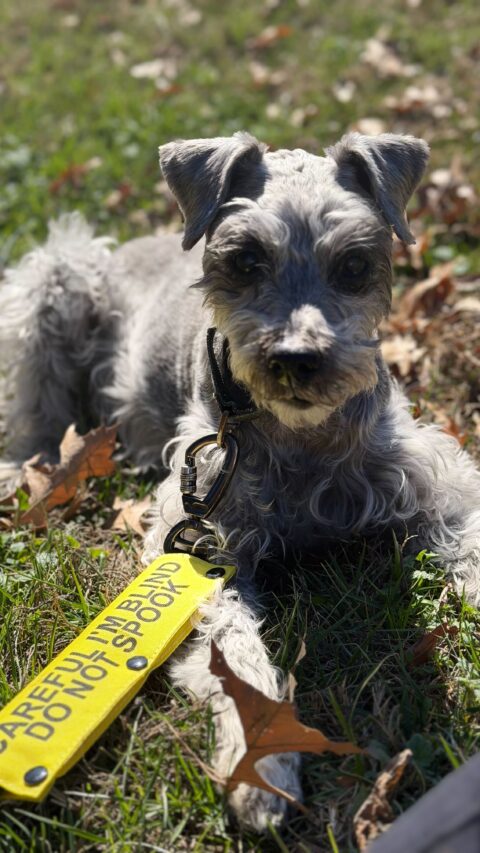 Training A Blind Dog: Guiding Them With Confidence, Clarity, And ...