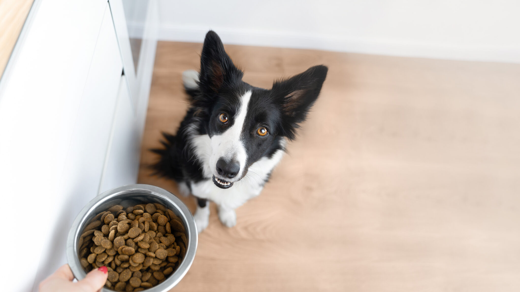 What Is LIMA Dog Training? | Highland Canine Training